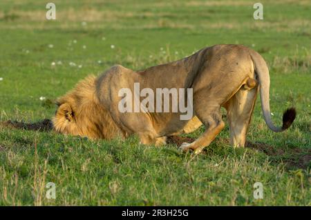 African lion nest Lion nest, lions (Panthera leo), predators, mammals ...