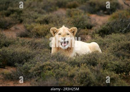 lion male grimacing Stock Photo - Alamy