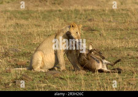 African lion nest Lion nest, lions (Panthera leo), predators, mammals ...