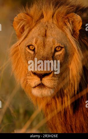 African Lion Niche Lion male, close-up of head, Okavango, Botswana ...