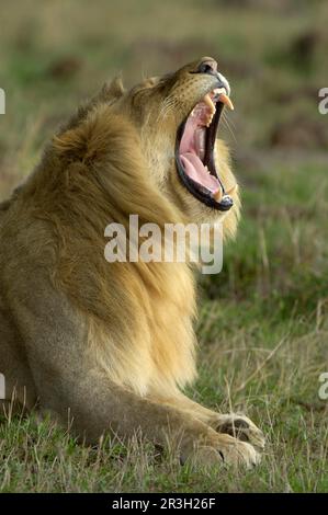 African lion nest Lion nest, lions (Panthera leo), predators, mammals ...