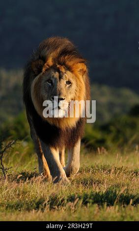 African Lion (Panthera leo) Niche Lion adult male, roaring, Masai Mara ...