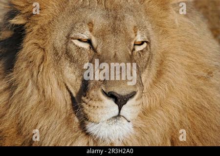 African Lion Niche Lion male, close-up of head, Okavango, Botswana ...