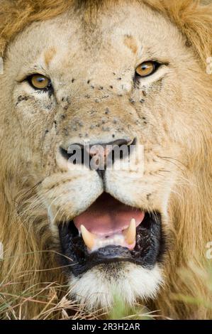 African Lion Niche Lion male, close-up of head, Okavango, Botswana ...