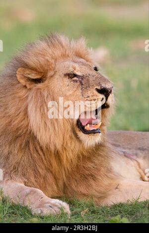 African Lion Niche Lion male, close-up of head, Okavango, Botswana ...