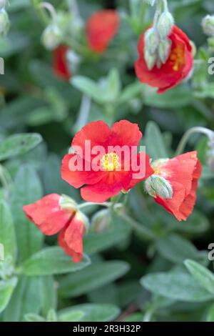 Scarlet globemallow in full bloom, Sphaeralcea coccinea. Close up macro ...