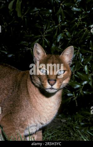 African golden cat (Profelis aurata) auratan golden cat golden cats ...