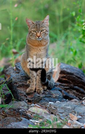 African wildcat, (Felis lybica) wildcat, falcon, Kalahari, South Africa ...
