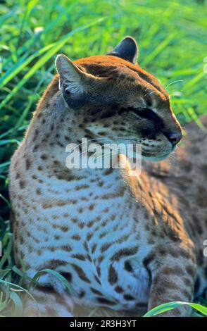 African Golden Cat (Profelis aurata), native to Africa Stock Photo - Alamy