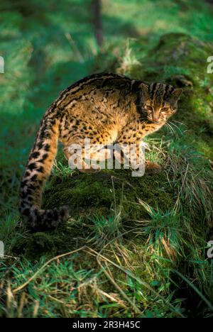 Marbled Cat, Marbled cats, predators, mammals, animals, Marbled Cat ...