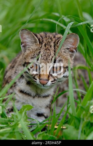 Oncilla, Oncilla, Oncillas, tiger cat, ocelot cat, tiger cats, ocelot ...