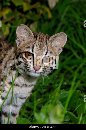 Oncilla, Oncilla, Oncillas, tiger cat, ocelot cat, tiger cats, ocelot ...