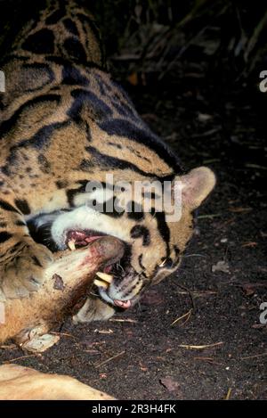 Male adult clouded leopard Neofelis nebulosa is listed as vulnerable ...