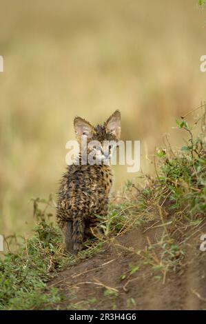 Servals (Felis serval), serval, servals, felines, predators, mammals ...