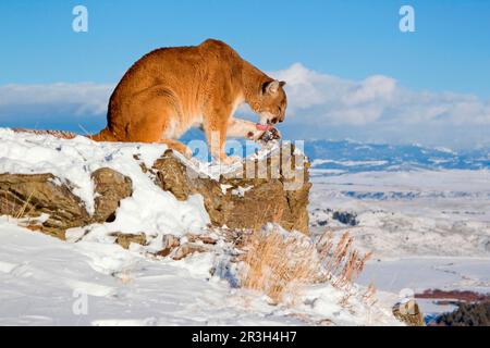 Cougar, cougars, silver lion, silver lions, mountain lion, mountain ...
