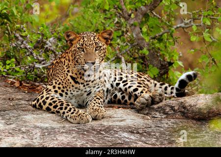 Sri Lankan leopard resting on the tree at Yala national park Stock ...