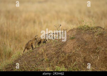 Servals (Felis serval), serval, servals, predators, mammals, animals ...