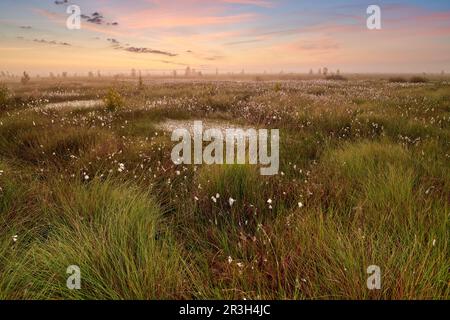 Raised bog in the fog. Upland moor in the Harz National Park, Lower ...