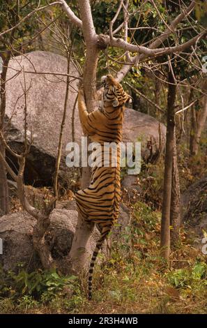 Indochinese tiger, Hind Indian Tiger, Corbett Tiger, Indochinese Tigers ...