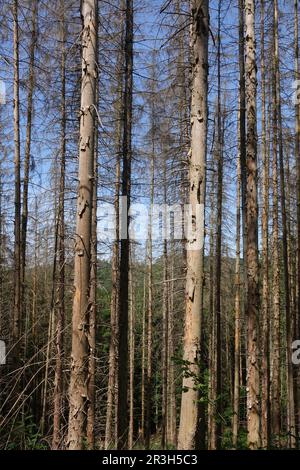 Forest dieback in the Westerwald Stock Photo - Alamy