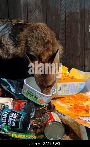 Red fox (Vulpes vulpes) raiding bin in residential street, London Stock ...