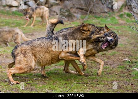 Two gray wolves are fighting for their dominance Stock Photo - Alamy