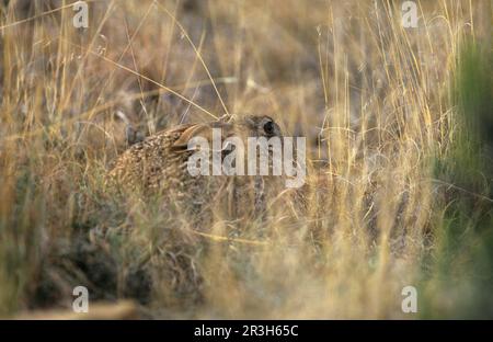 Scrub hare (Lepus saxatilis), Karoo National Park, South Africa Stock ...