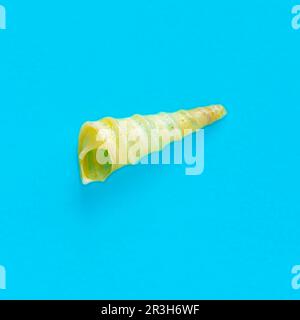 Flat Lay isolated image of a coastal seashell on a light blue ...