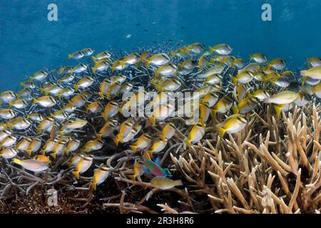 Mixed school, socialised, barhead spinefeet (Siganus virgatus) and ...