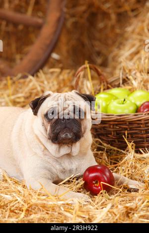 pug with apple Stock Photo - Alamy
