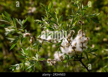 Salix atrocinerea. Close-up of a jack salce branch with the mature ...