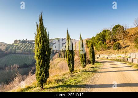 Country walk path bordered by cypresses Stock Photo - Alamy