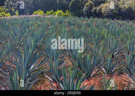 Ecological Blue Agave Cactus, Oaxaca, Mexico Stock Photo - Alamy