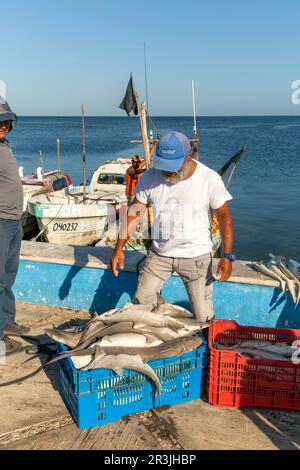 Landing a catch of small shark from fishing boat, Campeche city ...