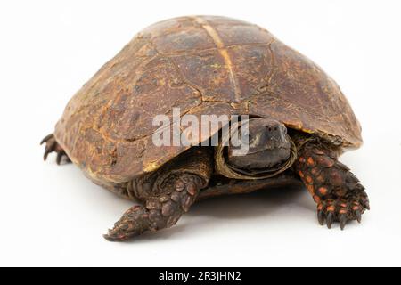 The spiny turtle (Heosemys spinosa) isolated on white background Stock ...