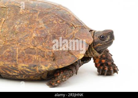 The spiny turtle (Heosemys spinosa) isolated on white background Stock ...