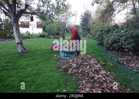 Rake leaves before the last lawn cutting Stock Photo - Alamy