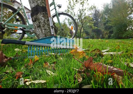 Rake leaves before the last lawn cutting Stock Photo - Alamy