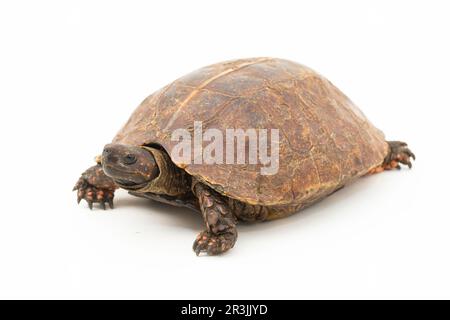 The spiny turtle (Heosemys spinosa) isolated on white background Stock ...