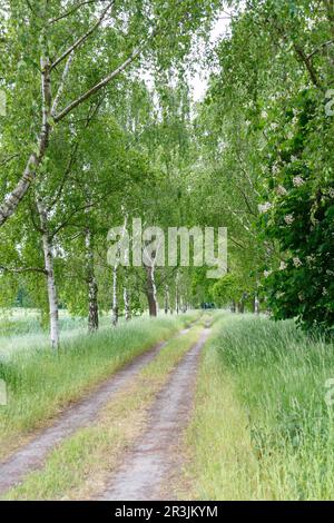 The countryside outside of Berlin in Gatow Stock Photo - Alamy