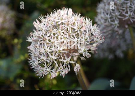 Alliums ornamental onions, bold and architectural, rounded heads ...