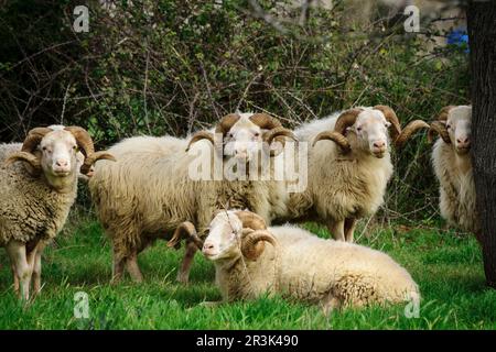 Carneros de raza autoctona mallorquina Stock Photo - Alamy