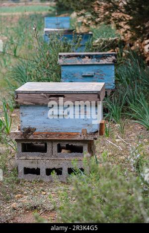 honeycomb, La Mola forest, Formentera, Pitiusas Islands, Balearic ...