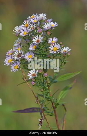 Alpine aster (aster alpinus) Aster-novi-belgii aster, aster, alpenaster ...