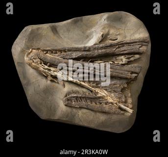 Specimen of crocodilian from the Metriorhynchidae family from the ...