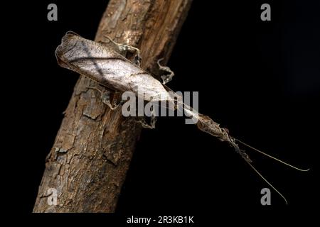 Ghost Mantis (Phyllocrania paradoxa) male, Vohimana, Alaotra-Mangoro ...