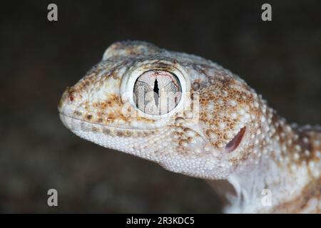 Namib Giant Ground Gecko (Chondrodactylus angulifer) defensive position ...