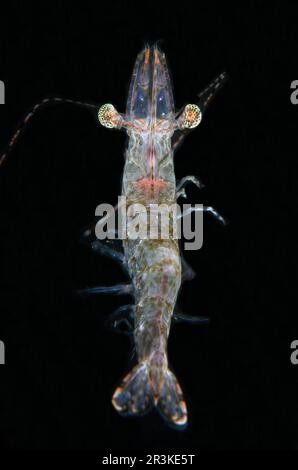 Long arm prawn, Heteropenaeus longimanus, Peneaidae, Anilao, Batangas ...