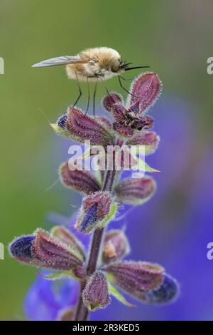 Western bee-fly (Bombylius canescens) on Sage, Troussey, Lorraine ...
