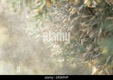 Mediterranean cypress (Cupressus sempervirens) dispersing pollen ...
